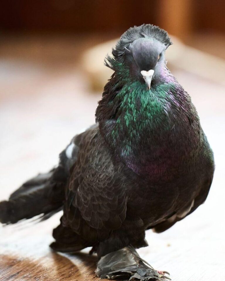 Top 28 Beautiful and Popular Types of Pigeons - 4k Pigeon | The Pigeon ...