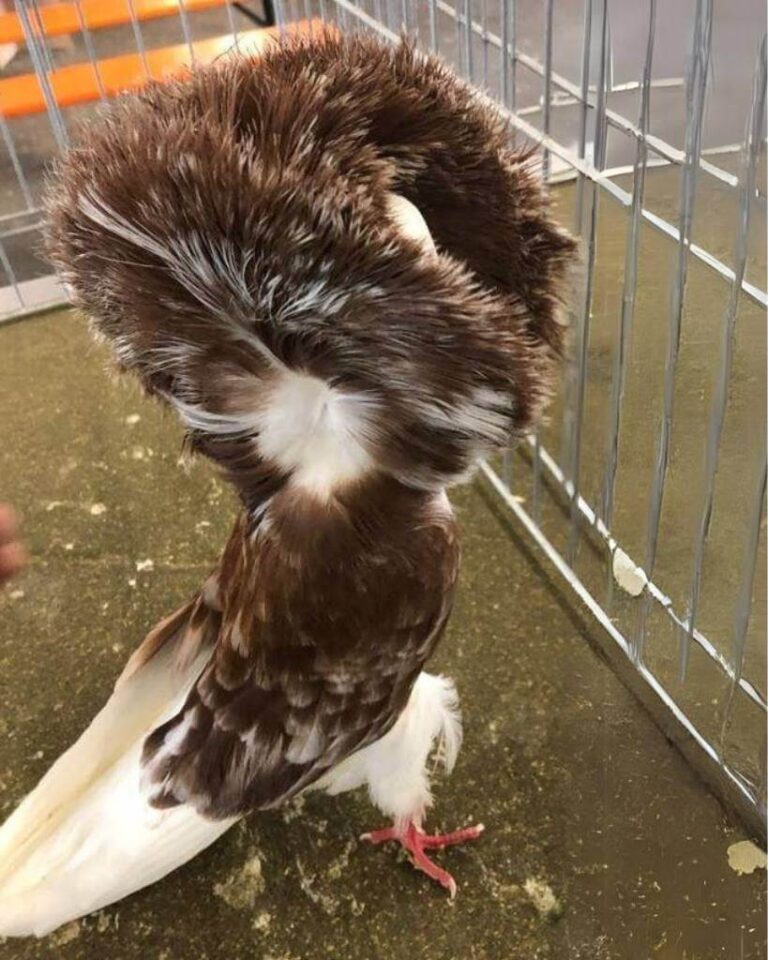 Top 28 Beautiful and Popular Types of Pigeons - 4k Pigeon | The Pigeon ...