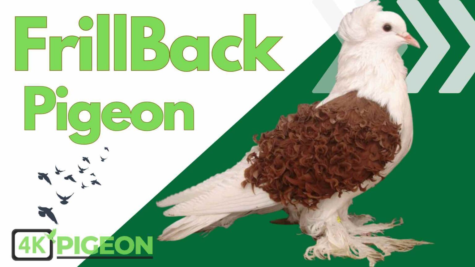 Top 28 Beautiful and Popular Types of Pigeons - 4k Pigeon | The Pigeon ...